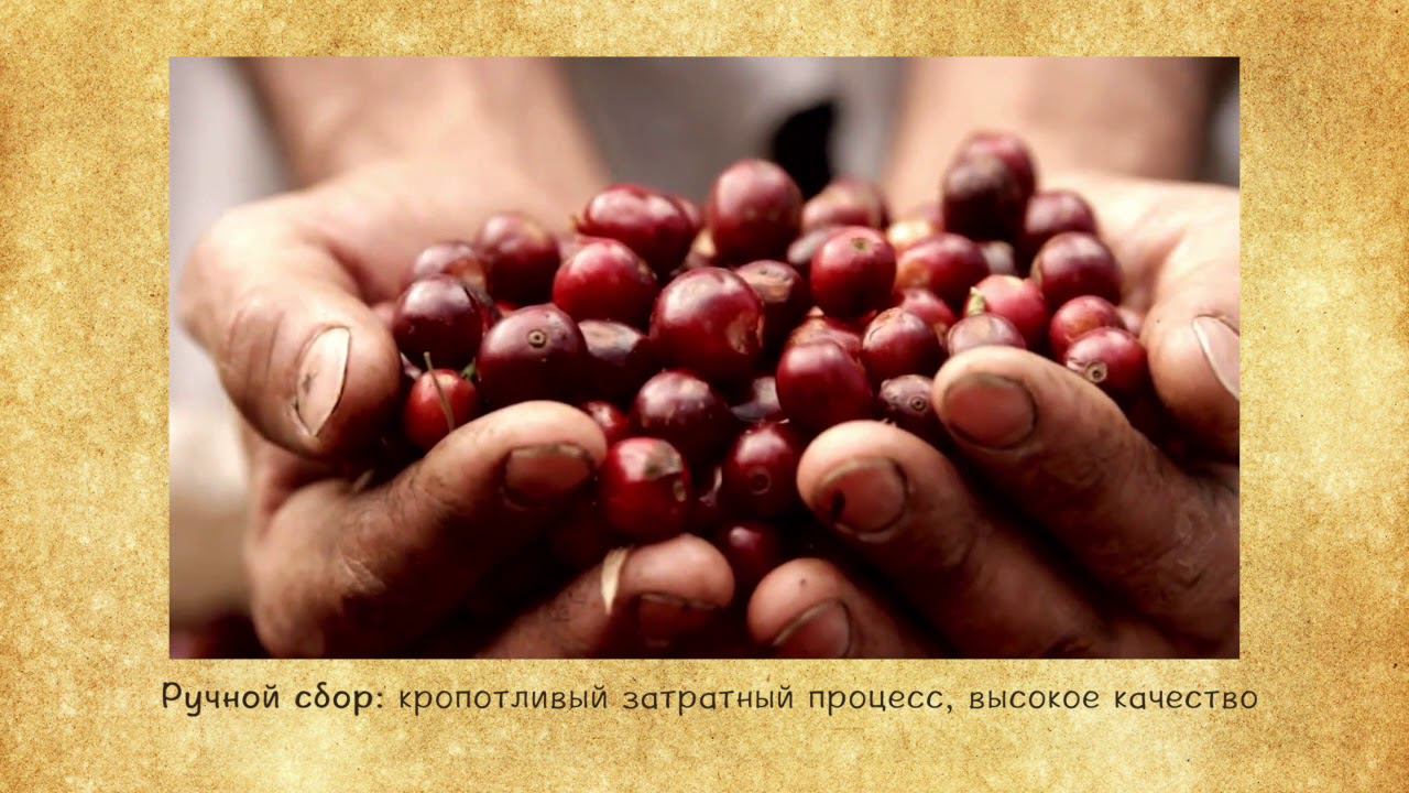 Экспресс курс по кофе. Основы