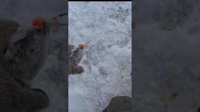 Форель . Бабочка работает #shorts