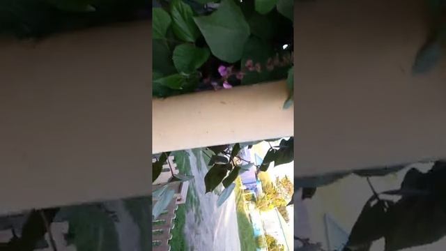 Ночная красавица в цвету.