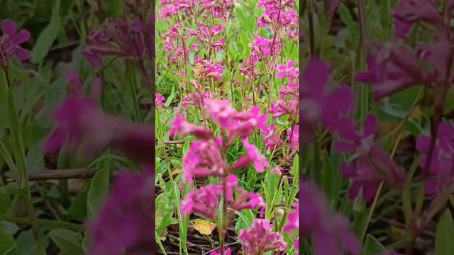 Природа и ничего более.