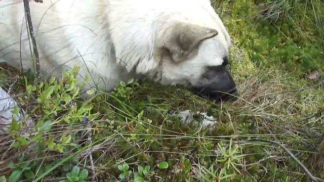 Любительница черники