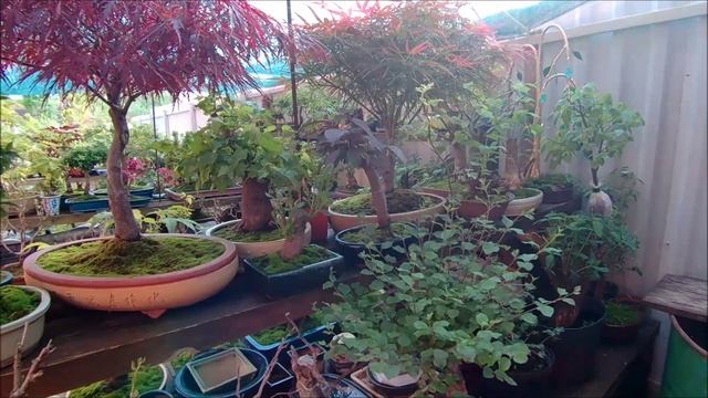 Дайджест бонсай лето 2020 год Bonsai digest summer 2020