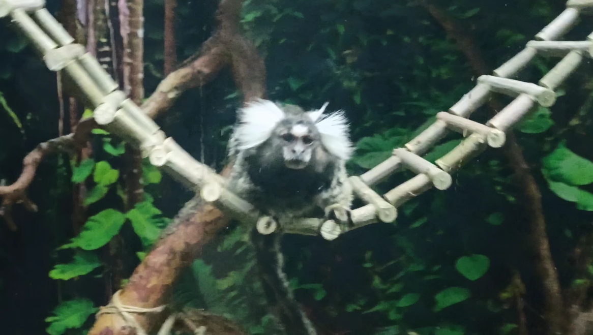 Зоопарк в г. Пенза / Что посетить в Пензе / обзор зоопарка / Путешествие по России / VLOG