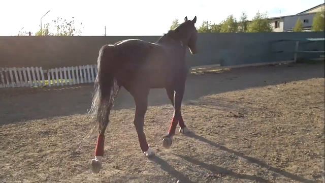 Норд играет с собакой