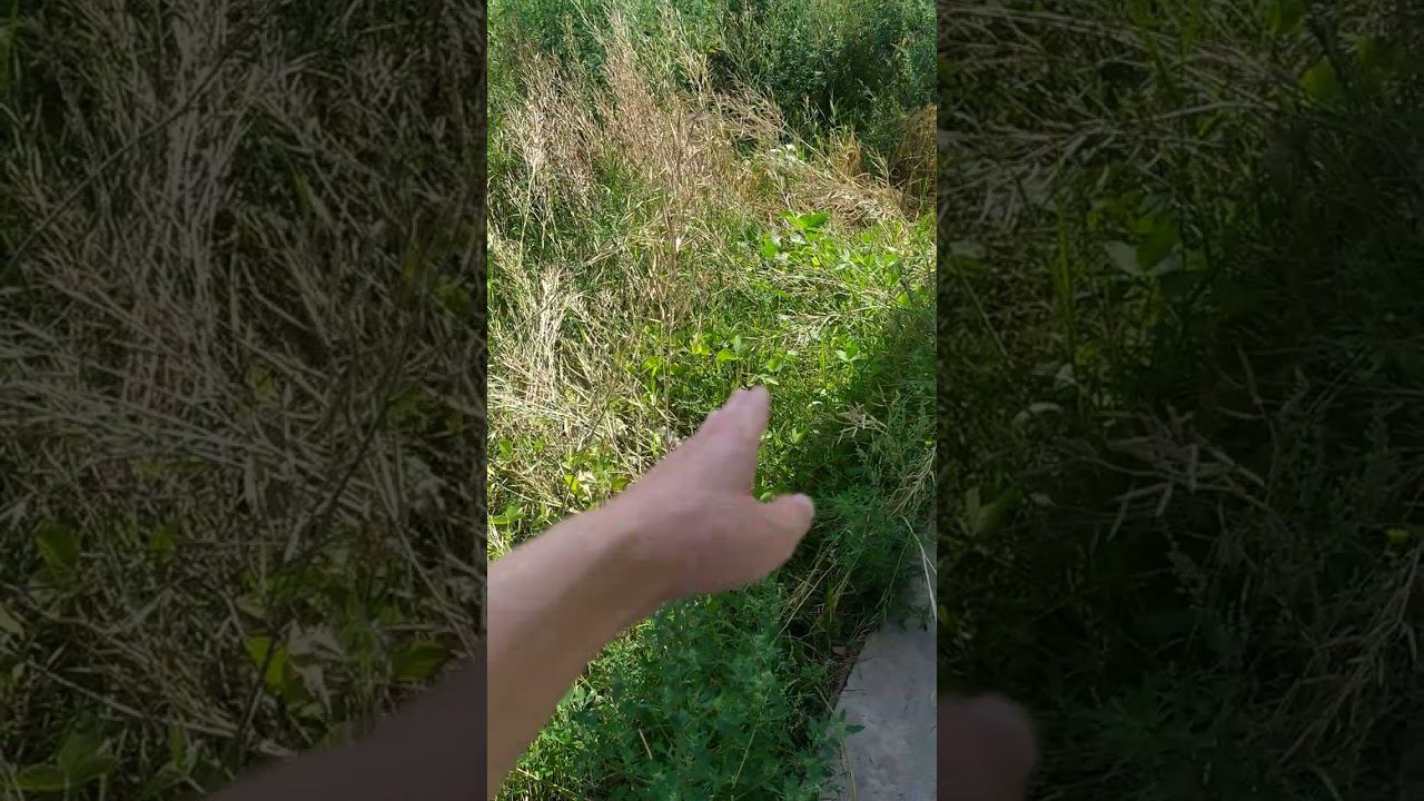 ч1 Результат метода #огород, как #сорняк