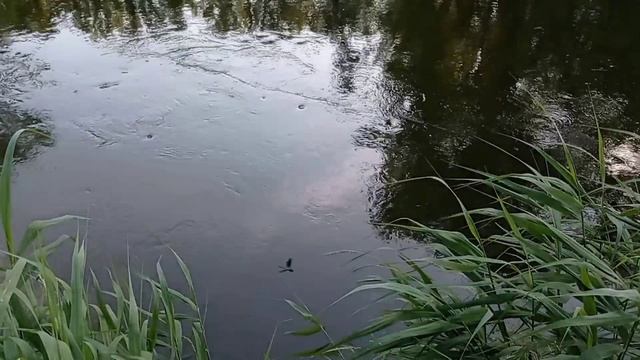 Прохлаждаемся в парке у реки.