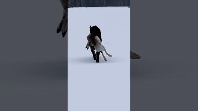 Как научить собаку подавать тушку зверя?