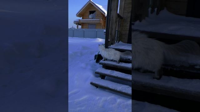 Невская Маскарадная кошка Впервые Зимой на улице? / питомник "Маскарадный вальс"