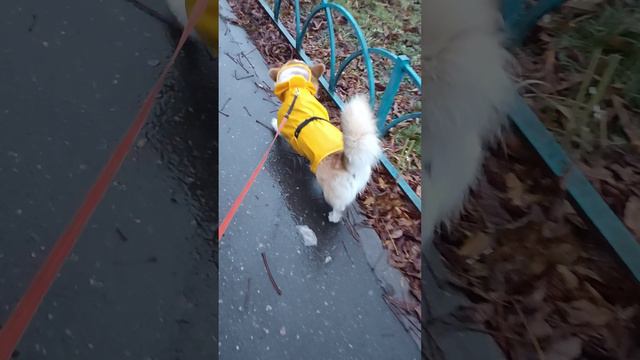Собакен в дождевике