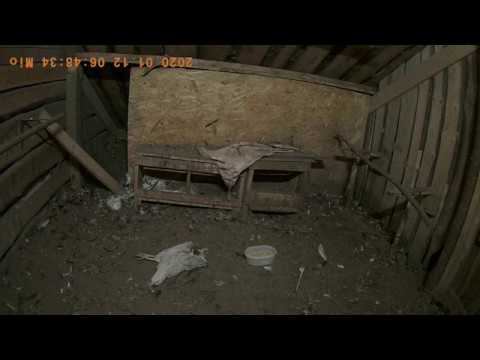 Фотоохота на куницу