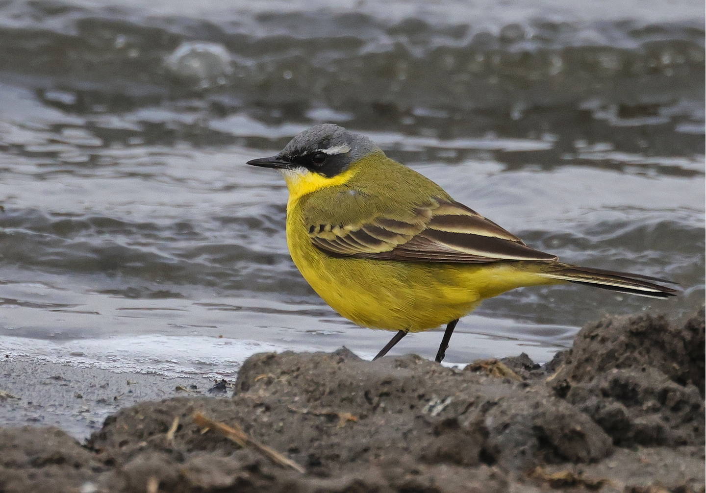 Кадры из жизни жёлтой трясогузки