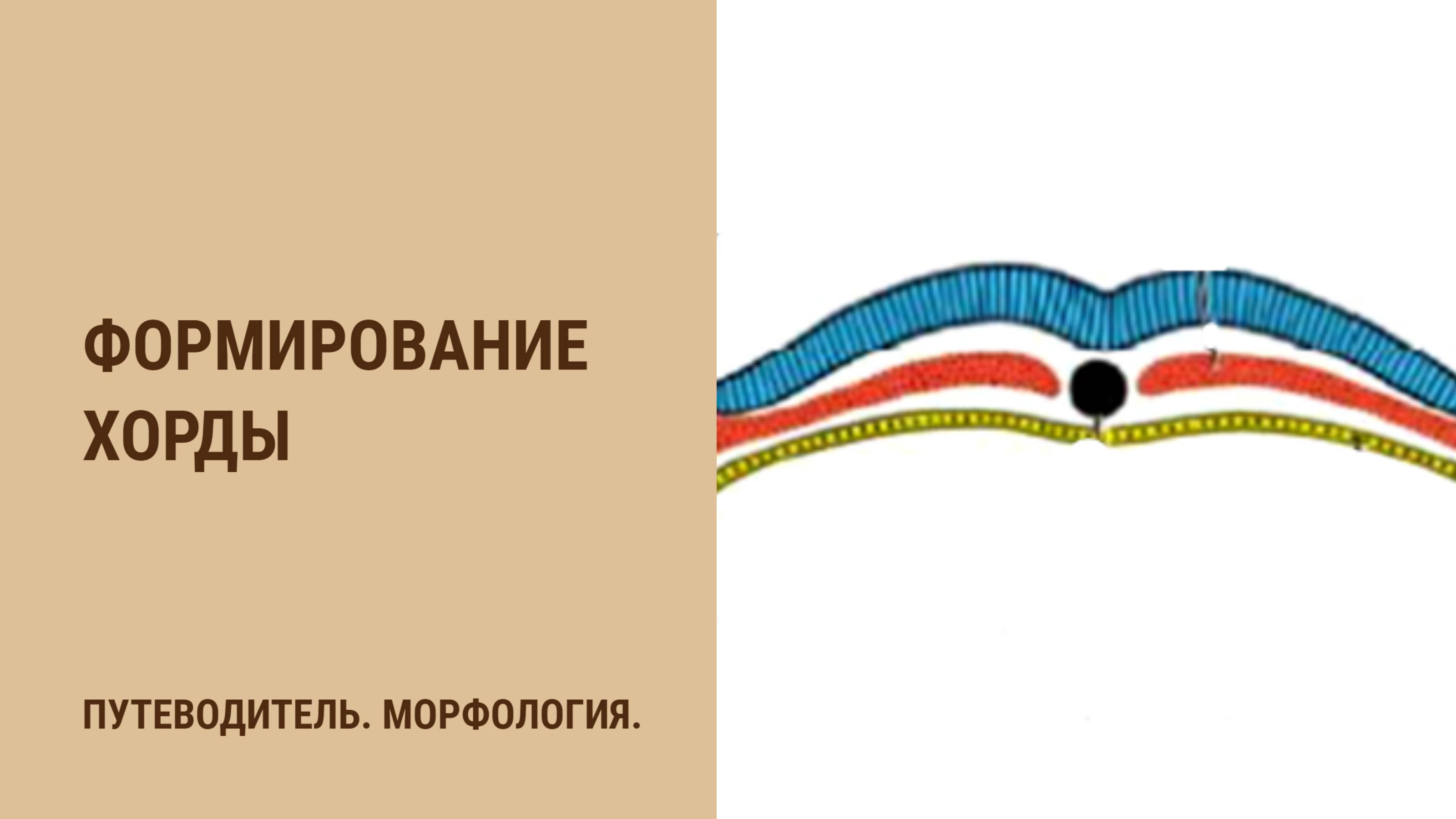 Формирование хорды