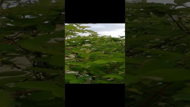 Шмели жужжат в зарослях жимолости