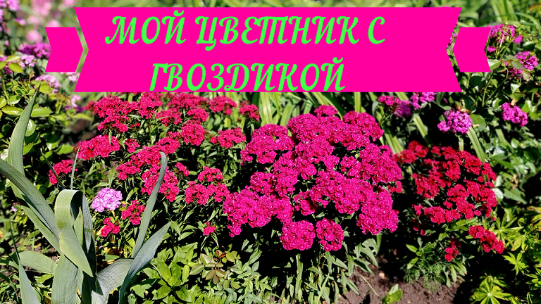 #цветник#турецкая_гвоздика МОЙ ЦВЕТНИК С ГВОЗДИКОЙ #цветник_с_гвоздикой#ирисы#розы#лихнис#асклепиас