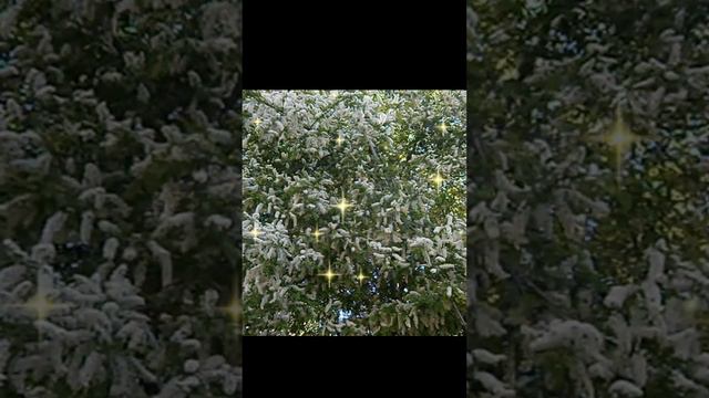 Черёмуха
(Песни со сцены,в компании)