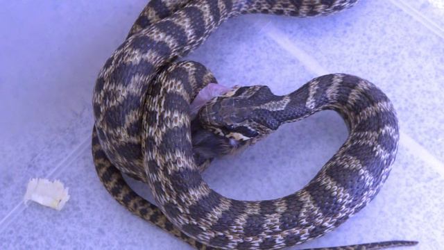 Полоз палласов сарматский Elaphe sauromates обедает