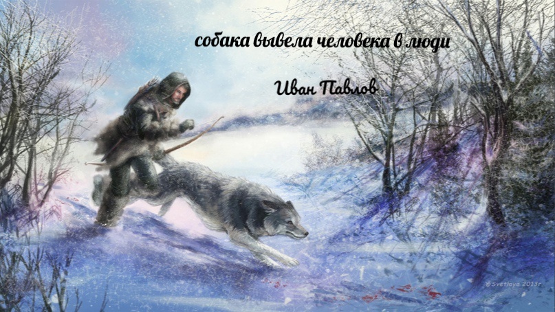 Введение в мир мотивации собаки.