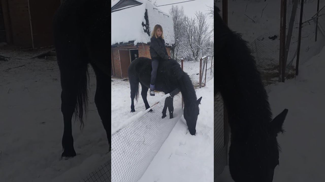 #лошадь Флика америкаканский рысак 3 года