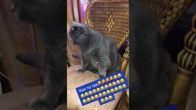 Смехота с котом