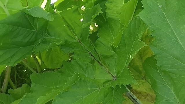 С холодным ,,оружием,, против Борщевика