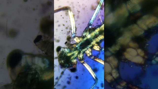 Что за воду пьёт собака?