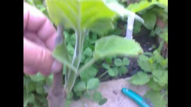 Размножение Павловнии черенками весной по зелени. Просто, быстро и эффективно! (Криворожский регион)