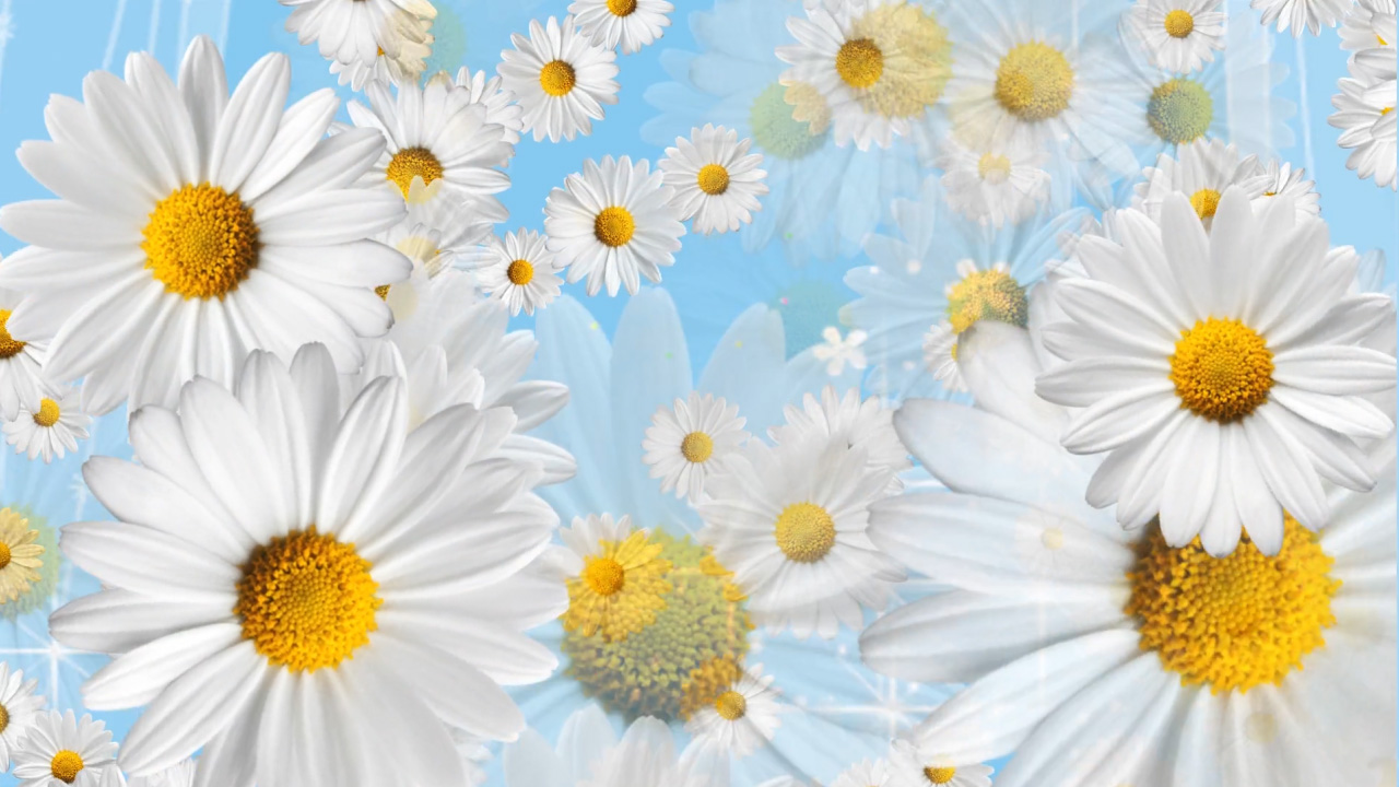 Ромашки футаж на голубом фоне. Бесплатные футажи для видеомонтажа.