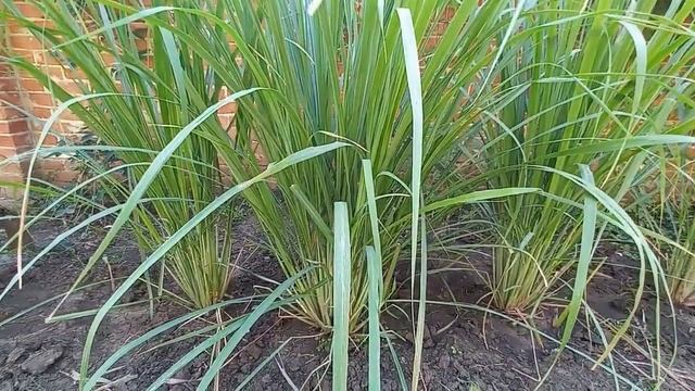 Лемонграсс или лимонная трава