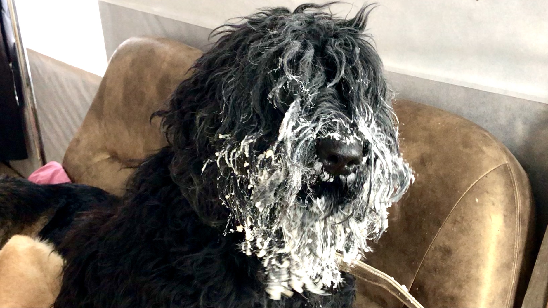 Чёрный русский терьер - Зимние забавы на прогулке