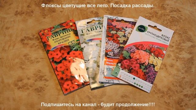 Флоксы из семян, цветущие все лето. Неприхотливые однолетники..mp4