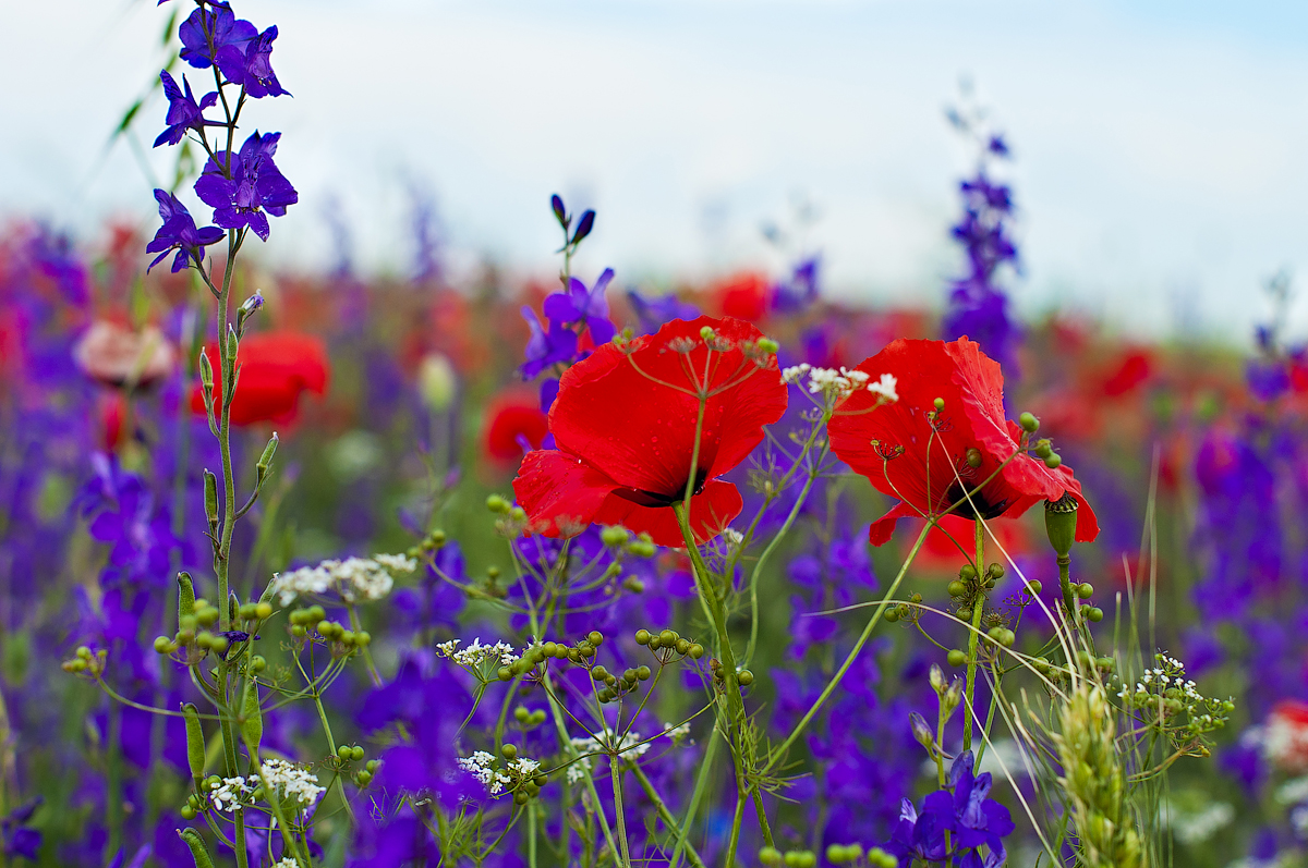 Полевые цветы. Автор текста Ольга Колова. Современная поэзия.