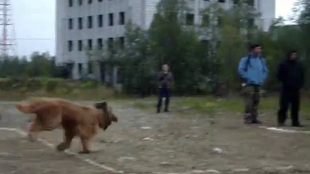 Pitch&Go - briard Monika