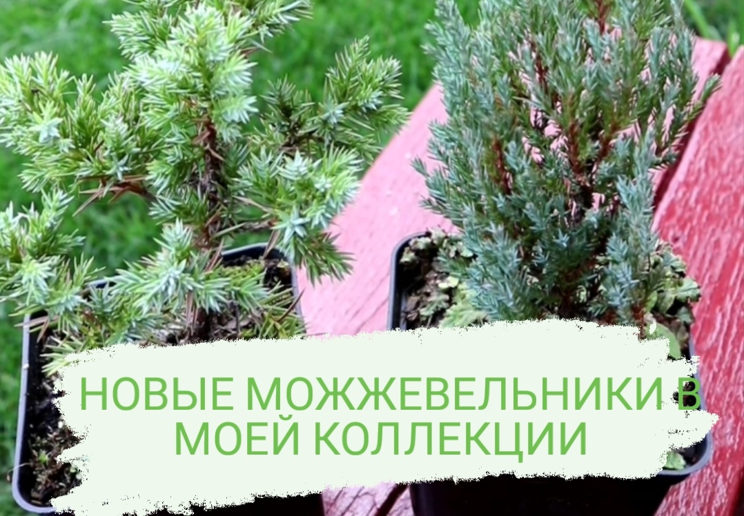 НОВЫЕ МОЖЖЕВЕЛЬНИКИ В МОЕЙ КОЛЛЕКЦИИ. ОСЕНЬ 2022г.