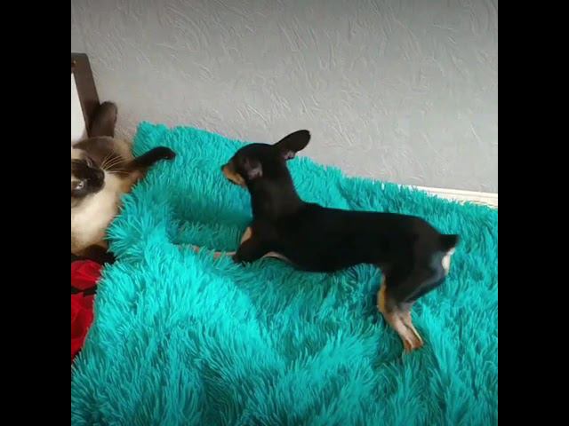 Мои питомцы #милашкарита