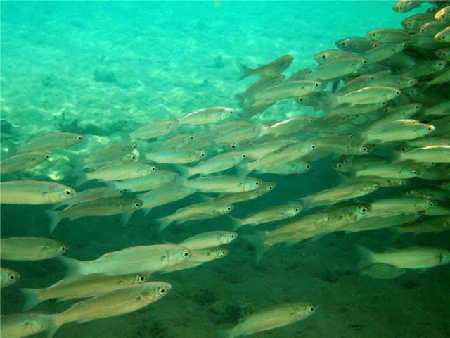 ФОРЕЛЬ В ГОРНОЙ РЕКЕ ПОДВОДНЫЕ СЪЁМКИ СУПЕР ПРОЗРАК TROUT IN A MOUNTAIN RIVER