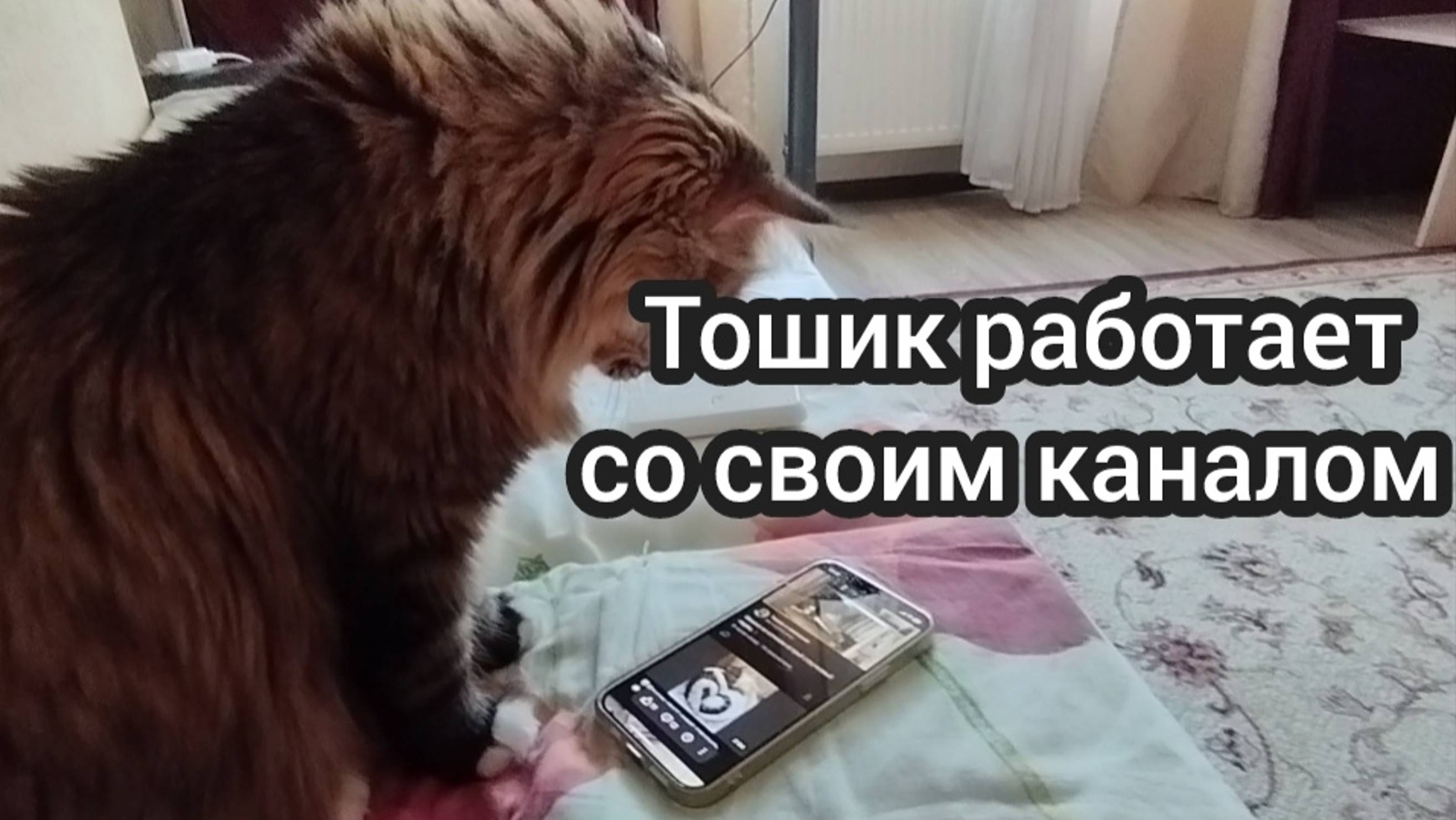 Котик-блогер