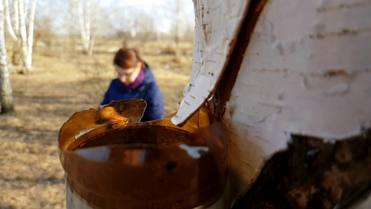 Берёзовая роща, берёзовый сок.