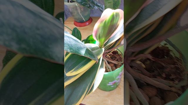 Азиатские #орхидеи с вариегатными листьями🌸Сого Вивьен и Чиа Е Енлин🍀 #фаленопсис #цветы #растения