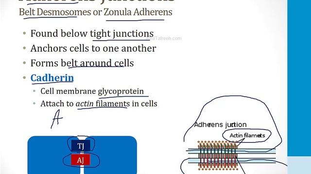 Дерматология USMLE - 1. Общее - 2.Эпителиальные клетки