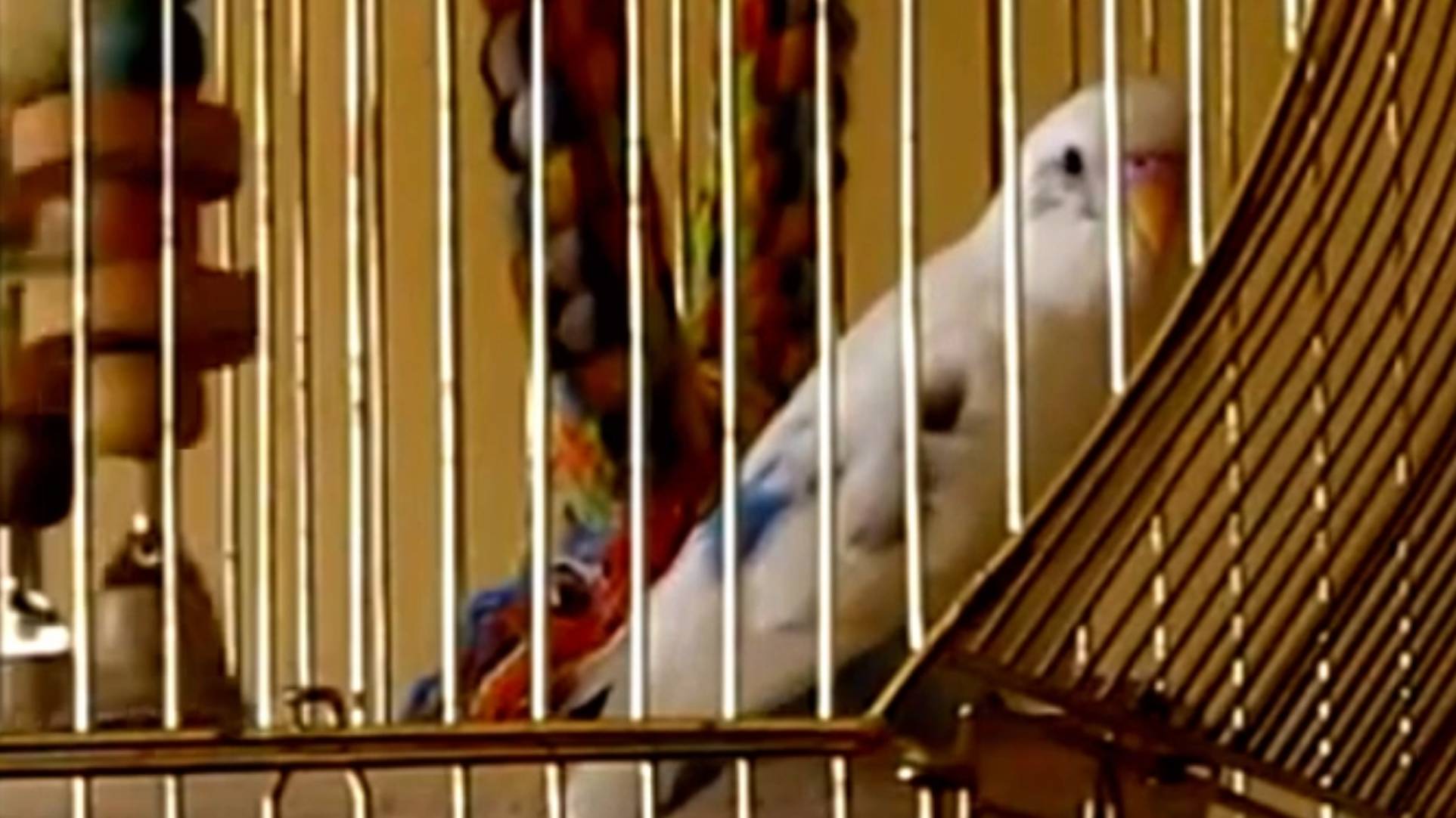 Когда Морозко попугай общается сам с собой.