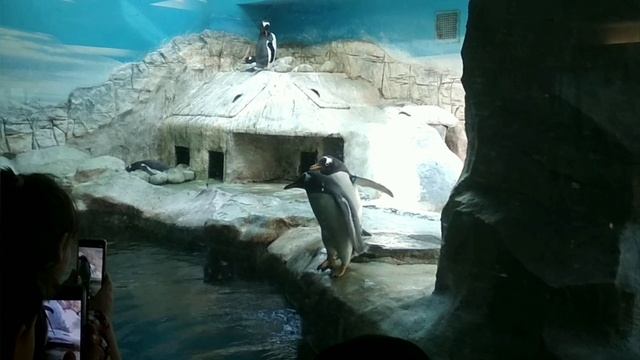 В Московском зоопарке