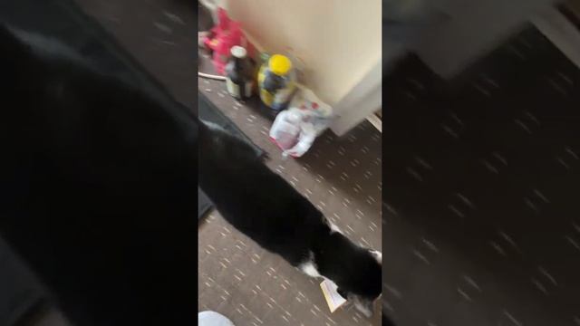 Матроскин забирает письмо у Печкина