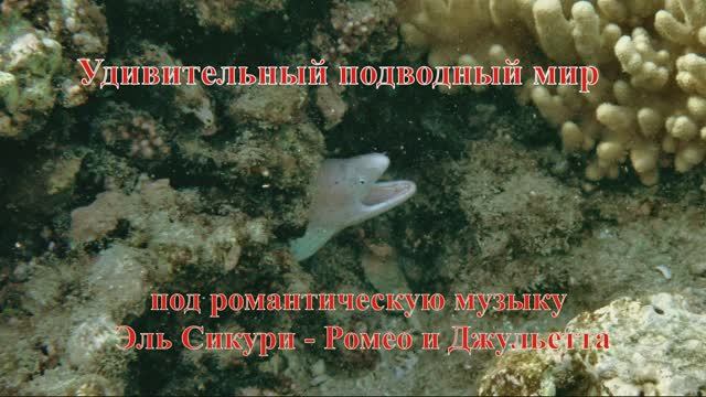 Удивительный подводный мир Мурена перечная под романтическую музыку Эль Сикури - Ромео и Джульетта