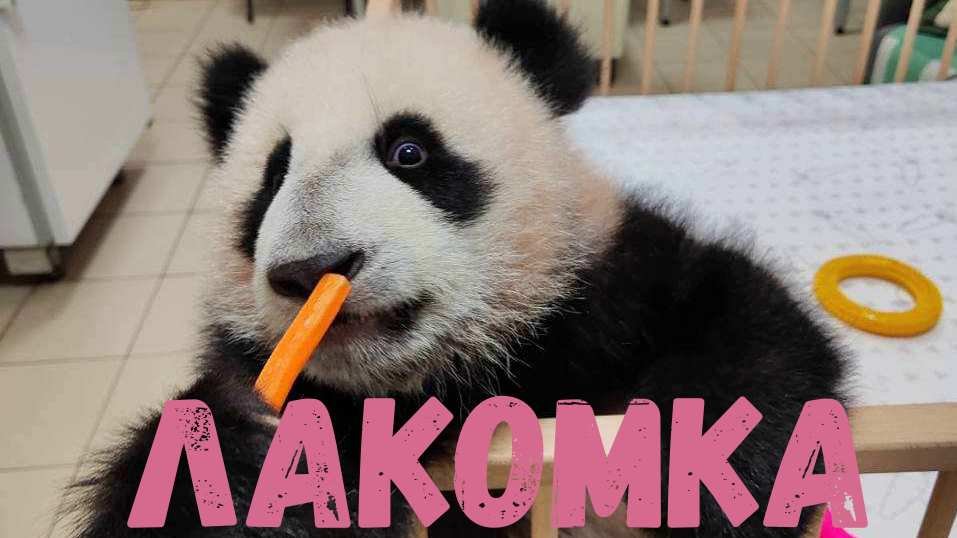 Панда | Московский зоопарк | Лакомка