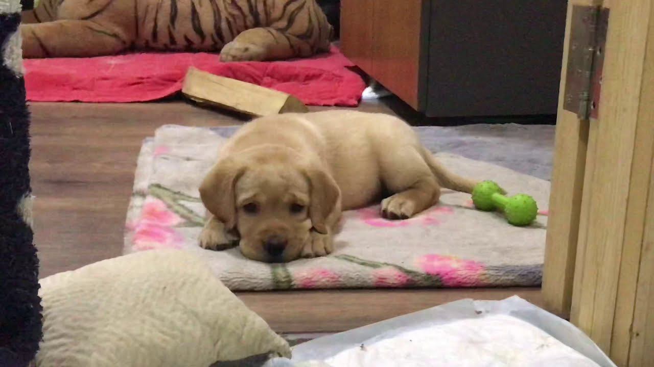 лабрадор «SHATSKIKH`S DOGS» ХАНТ (Новосибирск) WEST SIB STORY DEVICE + ТЕСОРО РУССО ГОЛДЕН СТАР.