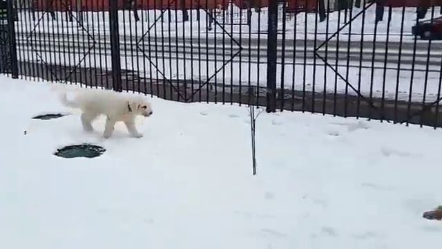 Наши домашние питомцы. Южнорусская овчарка щенок Алтай и немецкая овчарка Сеня гуляют во дворе