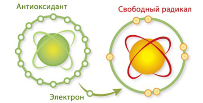 ДЕЛАЕМ КРЕМ ИЗ АНТИОКСИДАНТОВ