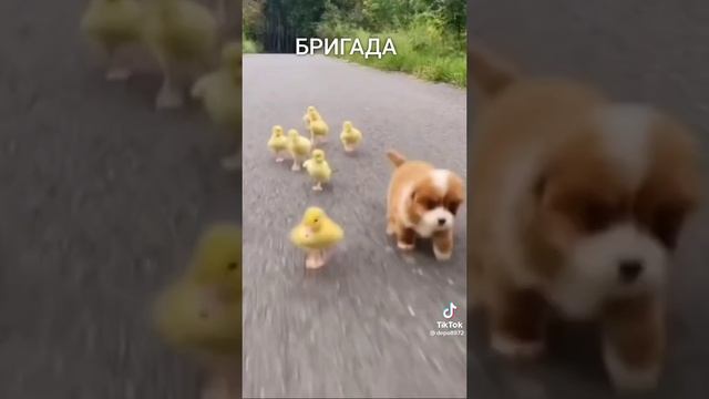 Бригада #ути #собака