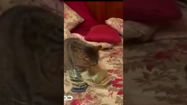 Котобабосы