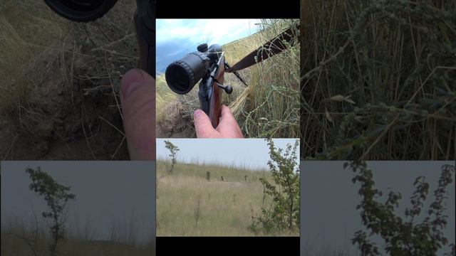 Охота на байбака. Отличный выстрел и хорошие трофеи.